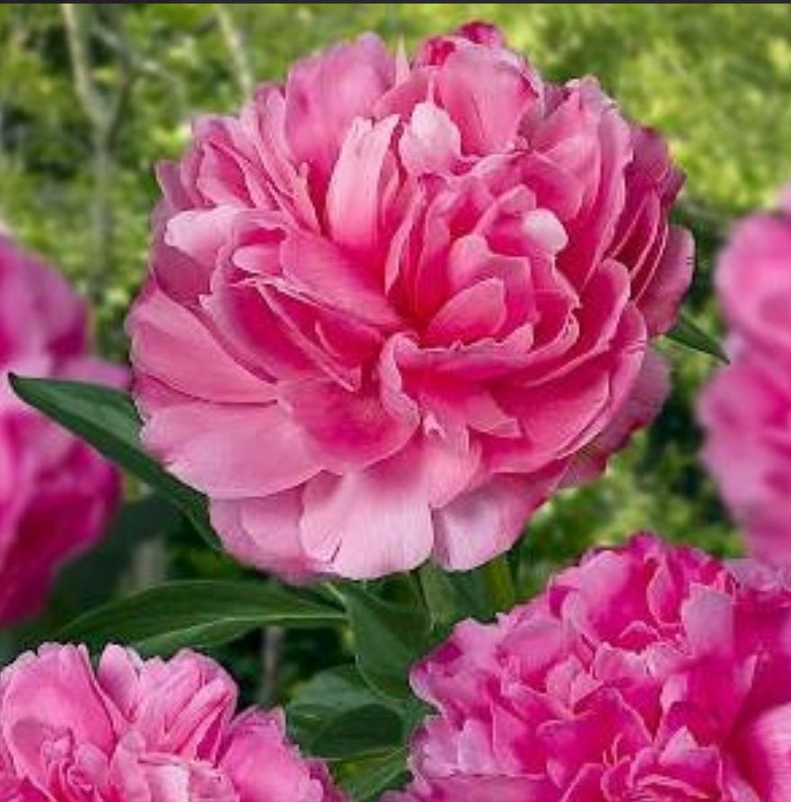 February & March fresh Peonies – The Gathering Garden
