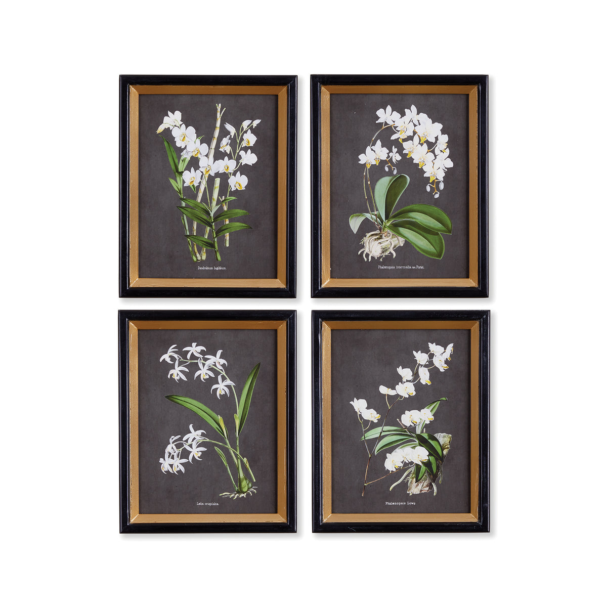 Orchid Study Petite, Set Of 4 – The Gathering Garden