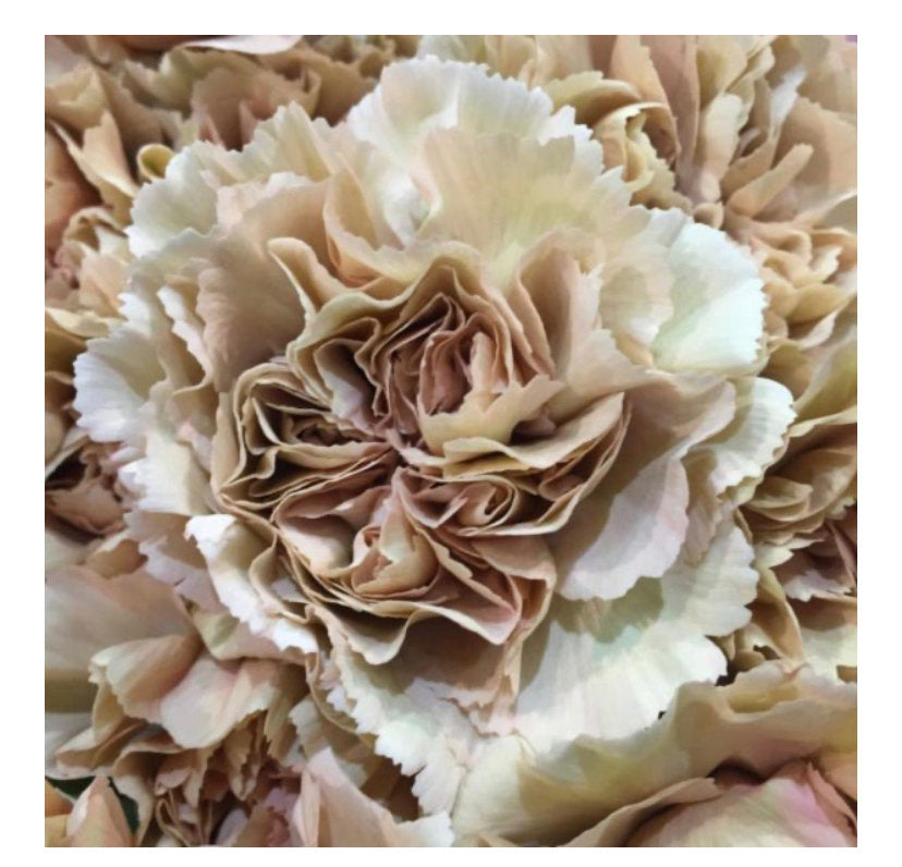 Caramel Beige fresh fancy carnation – The Gathering Garden