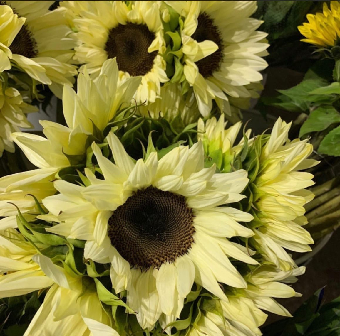 Fresh Sunflowers Shipped to your Home By The Gathering Garden – The ...